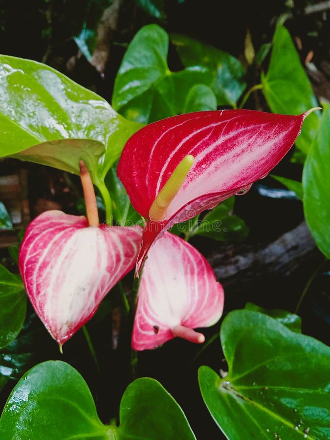 Liviyum Red Anthurium Flower Plant Stock Photos - Free & Royalty-Free ...