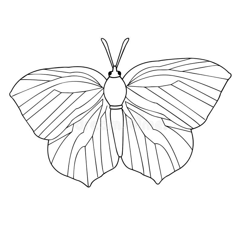 Livre De Coloration Dimage De Contour De Papillon Pour Les Enfants