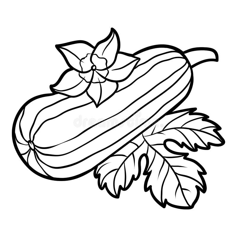 Livre De Coloriage, Courgette Longue Illustration de Vecteur ...