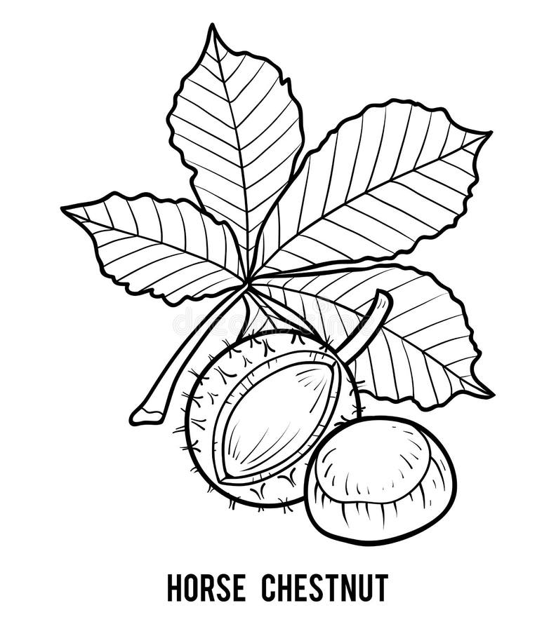 Livre De Coloriage, Marron D'Inde Illustration de Vecteur ...