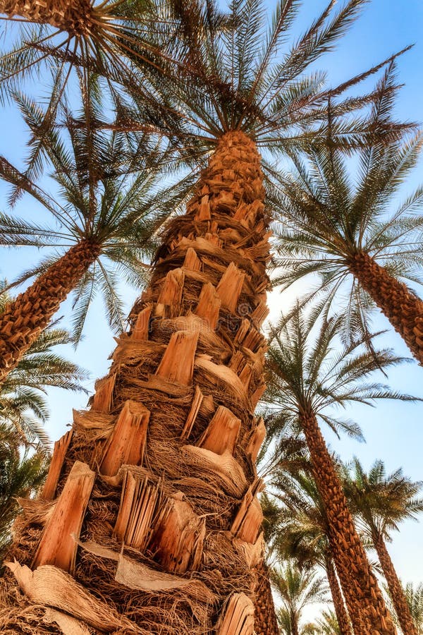 Palms in Western Region Abu Dhabi, UAE Stock Photo - Image of arab ...