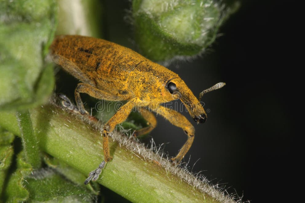 Lixus pulverulentus stock photo. Image of snout, coleoptera - 15872916