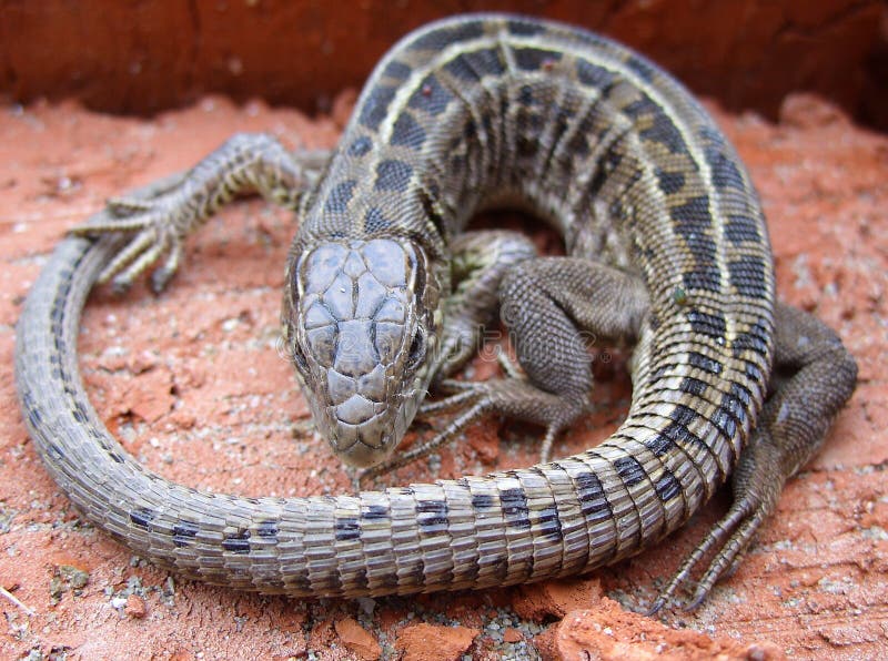 Giant plated lizard 2 stock image. Image of environment - 13603273