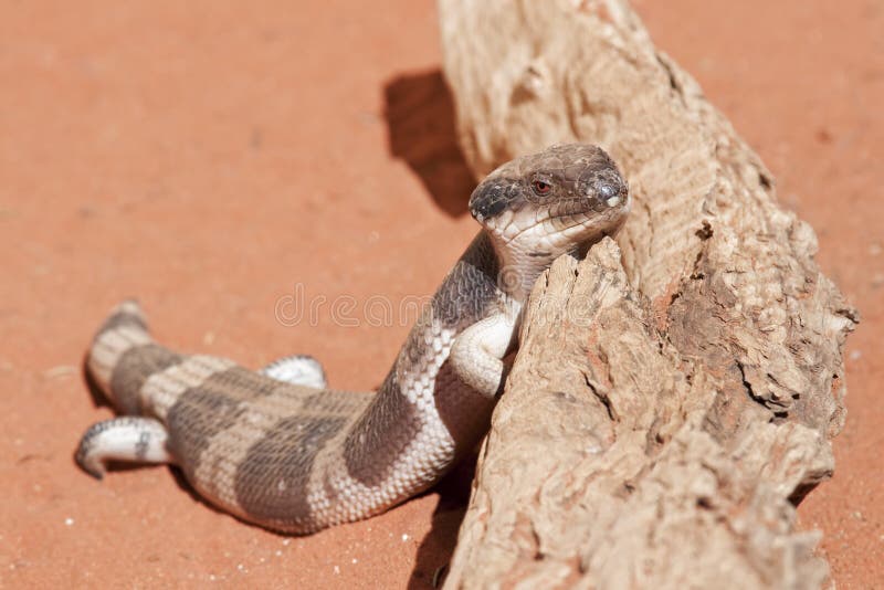 Crocodille River Kakadu National Park, Australia Stock Photo - Image of ...