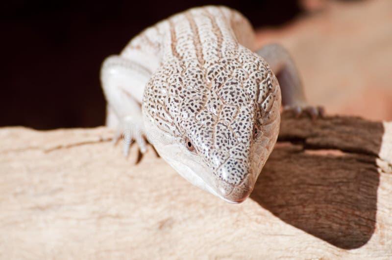 Sleepy lizard stock image. Image of ecology, animal, tourism - 84255