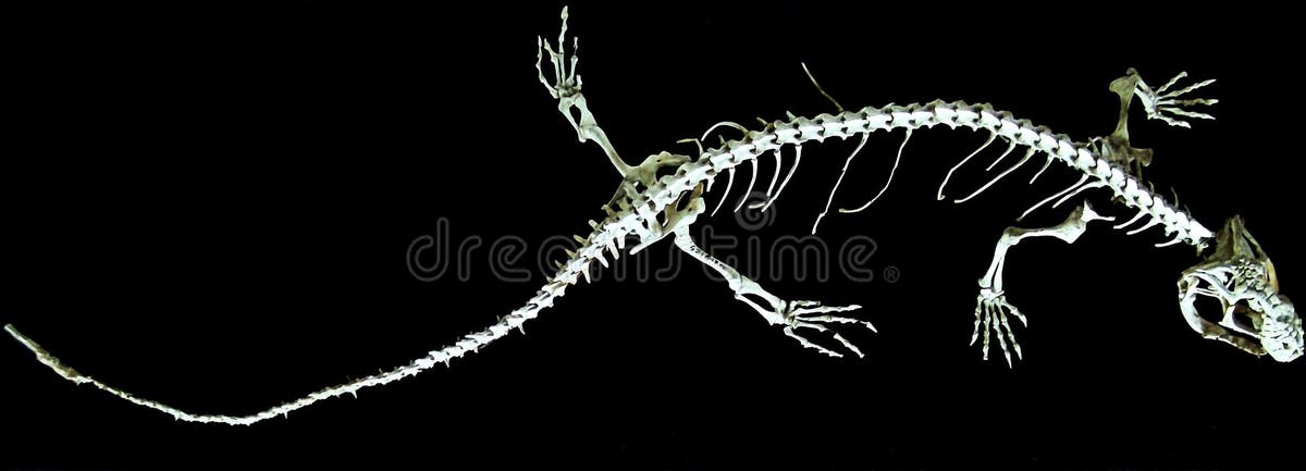 Monitor Lizard Skeleton Stock Photos - Free & Royalty-Free Stock Photos ...