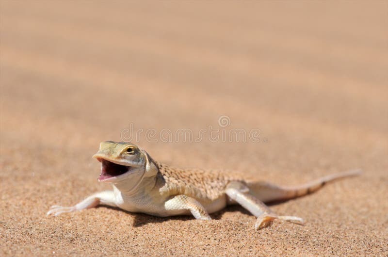 Lizard stock image. Image of namibia, arid, sahara, diurnal - 13157417