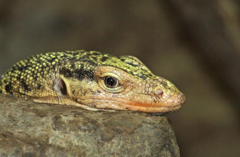 Lizard stock photo. Image of nature, rock, close, closeup - 16644684