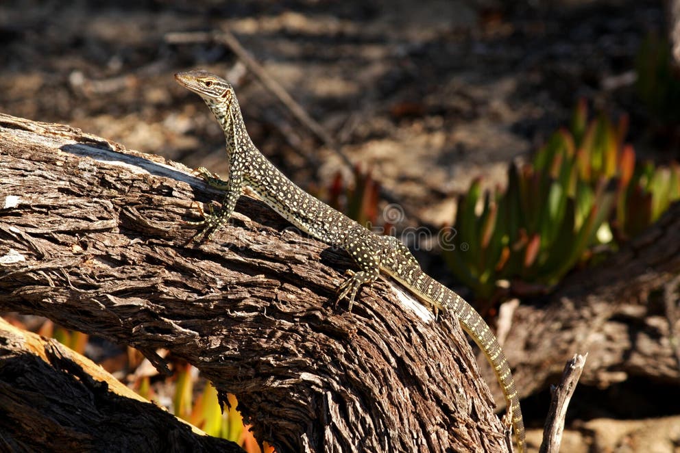 Lizard stock photo. Image of outback, australia, reptiles - 19057764