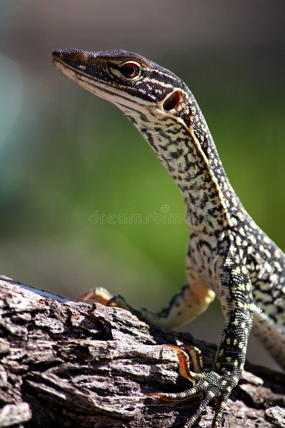 162 Aboriginal Lizard Stock Photos - Free & Royalty-Free Stock Photos ...