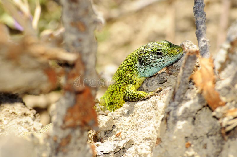 Lizard stock image. Image of scaly, slithering, green - 19142569