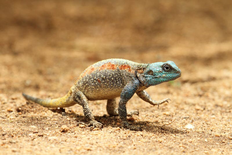 Blue Head Agama lizard stock image. Image of bright, lizard - 11382813