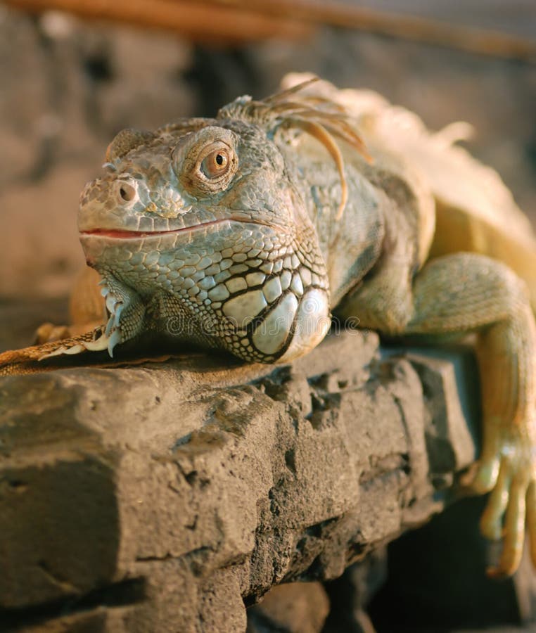 Lizard_2 stock image. Image of lizard, large, scale, wildlife - 5124437