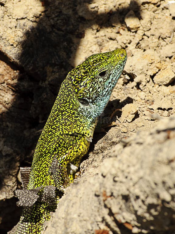 Lizard stock photo. Image of mimicry, reptilian, primitive - 20936078
