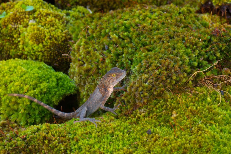 Lizard stock photo. Image of animal, green, primitive - 21995360