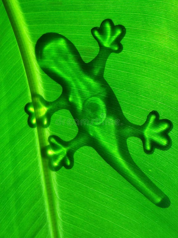 Lizard stock photo. Image of reptile, banana, tree, lizard - 22648290