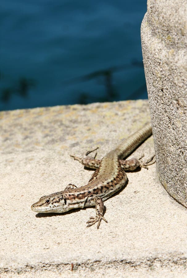 Lizard stock photo. Image of reptiles, spain, iberian - 23042528