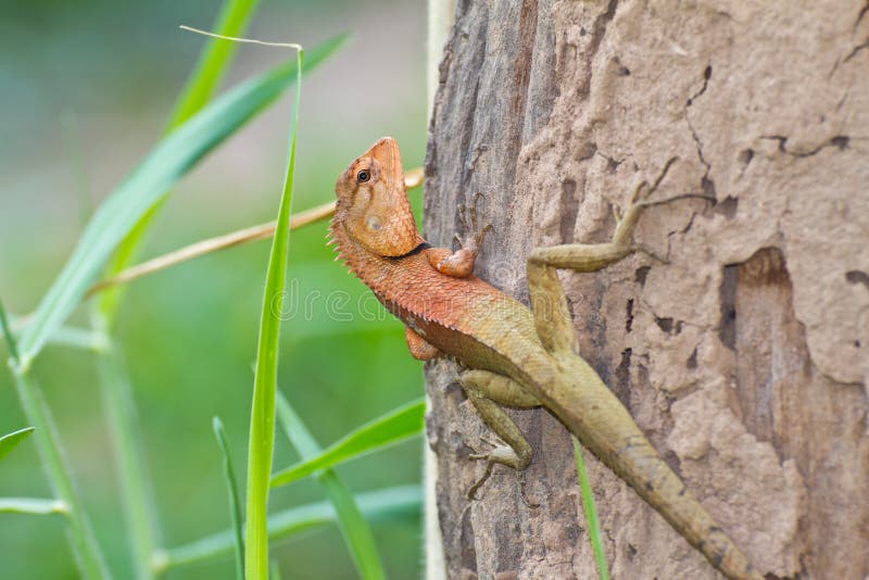 Lizard stock image. Image of green, nature, lizard, environment - 23884289