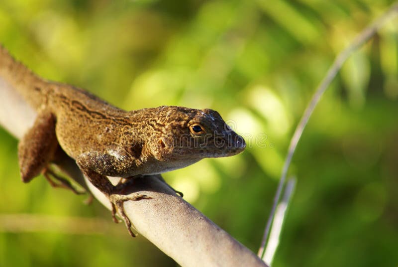 Lizard stock photo. Image of cable, watching, wire, looking - 2435900