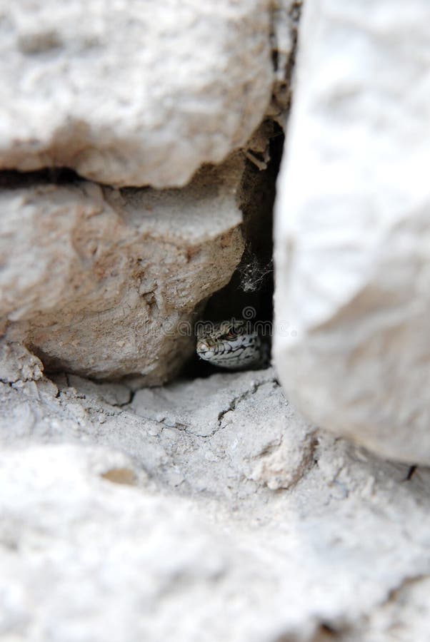 Lizard stock image. Image of wild, hiding, lizard, crawling - 2722207