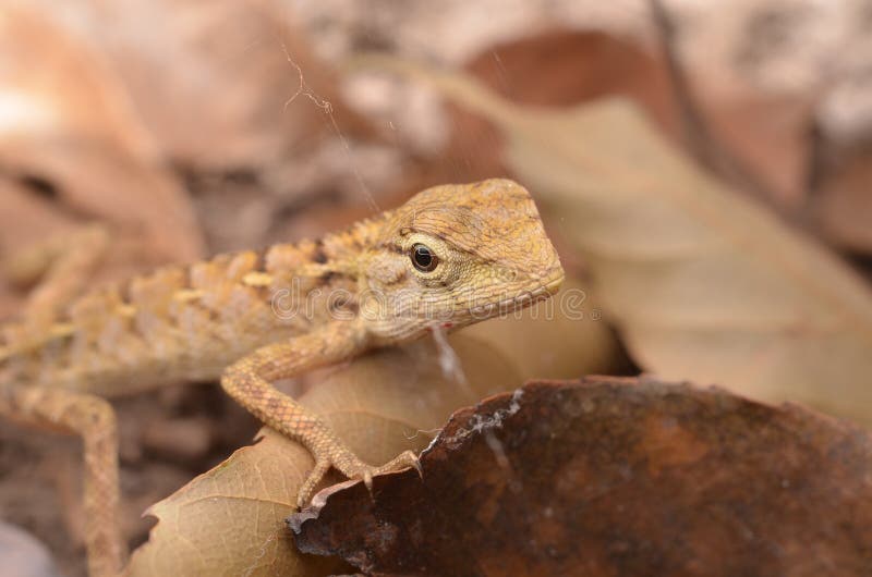 Lizard stock image. Image of sauria, ecological, phylum - 28382251