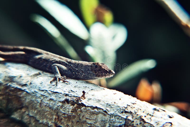 Lizard stock photo. Image of brown, long, leaves, hide - 28614272