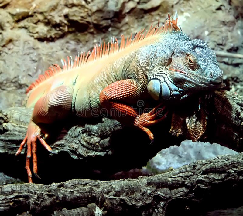 4,333 Scary Lizard Photos - Free & Royalty-Free Stock Photos from ...