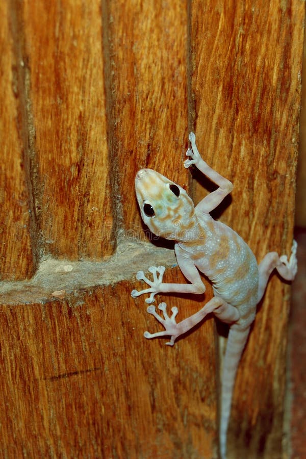 1,596 Lizard Foot Stock Photos - Free & Royalty-Free Stock Photos from ...