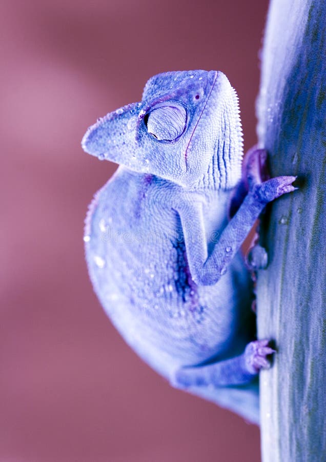 Lizard stock image. Image of color, change, effect, spring - 4585297