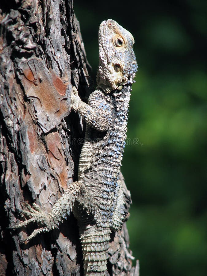 Lizard stock photo. Image of lizard, spiny, turkey, dragon - 4654996