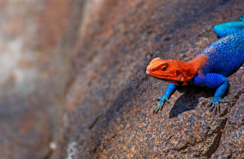 Colorful Anole stock photo. Image of reptile, latin, headed - 9798360