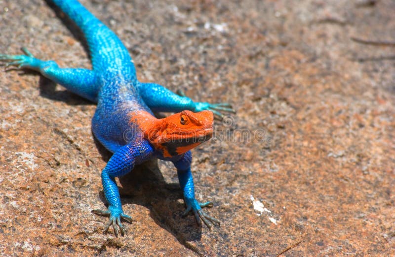 African Agama Lizard stock photo. Image of african, rock - 7713378