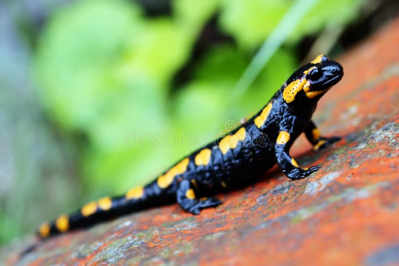 Newt stock image. Image of newt, bright, forest, creature - 9796953