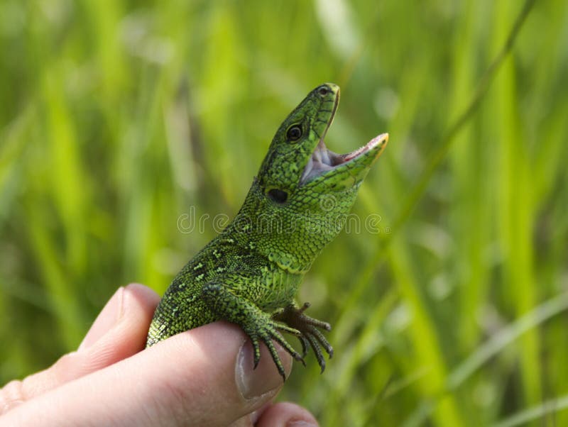 Lizard bites stock photo. Image of hand, lizard, nature - 30861210
