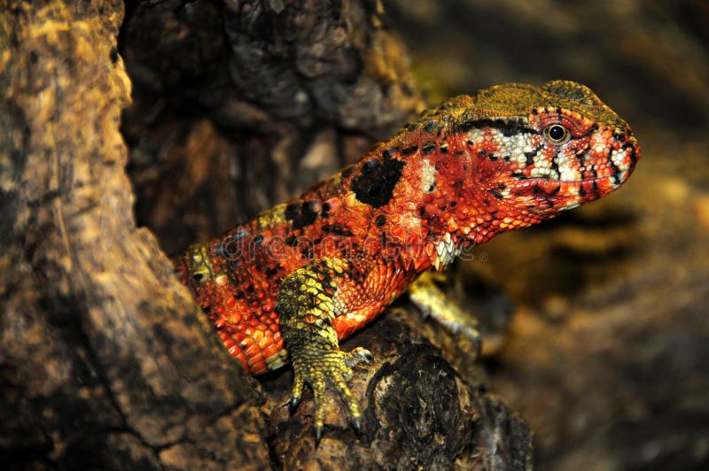 Lizard stock photo. Image of color, change, changing, multi - 5739670