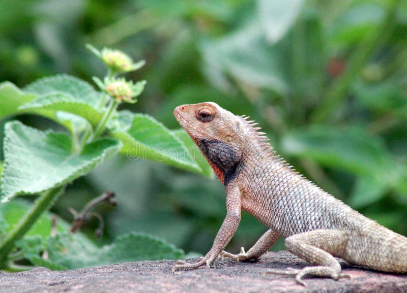 Lizard Picture. Image: 223798
