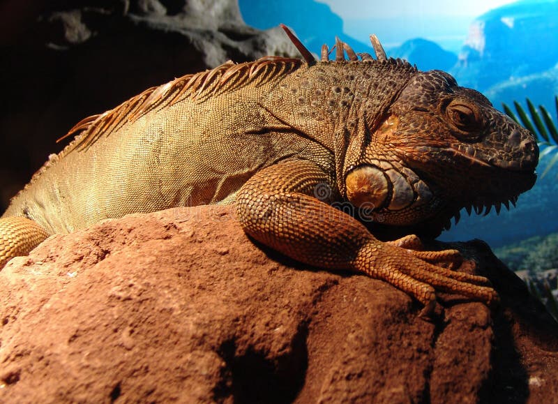 Imortality Stock Photos - Free & Royalty-Free Stock Photos from Dreamstime