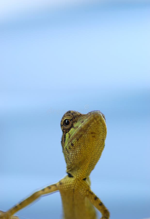 Camel stock photo. Image of travel, ride, exotic, hump - 7284442