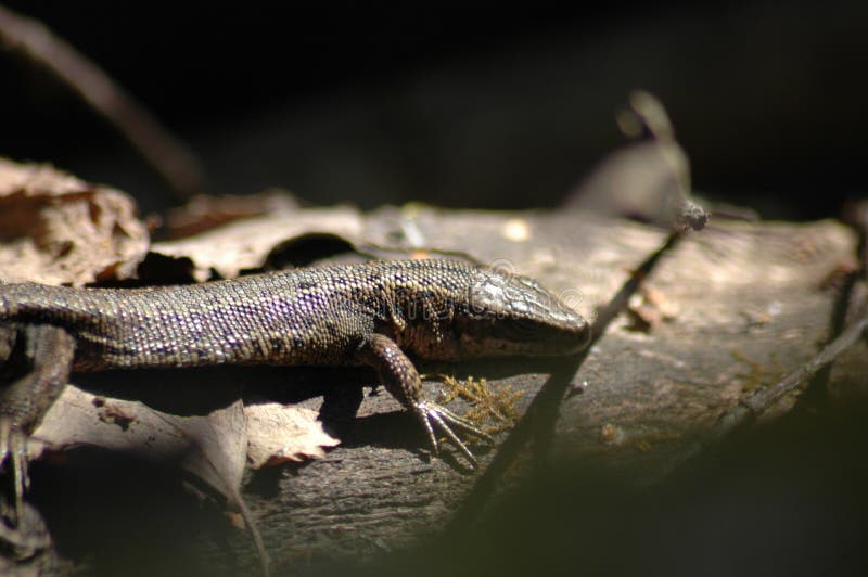 Lizard stock image. Image of russia, wildlife, head, close - 7155485