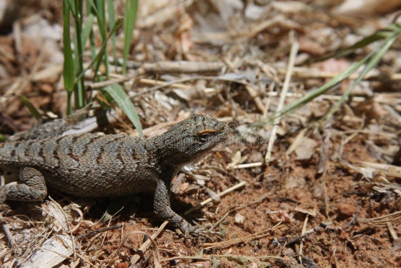 Lizard stock photo. Image of nice, peace, animal, wild - 7208594