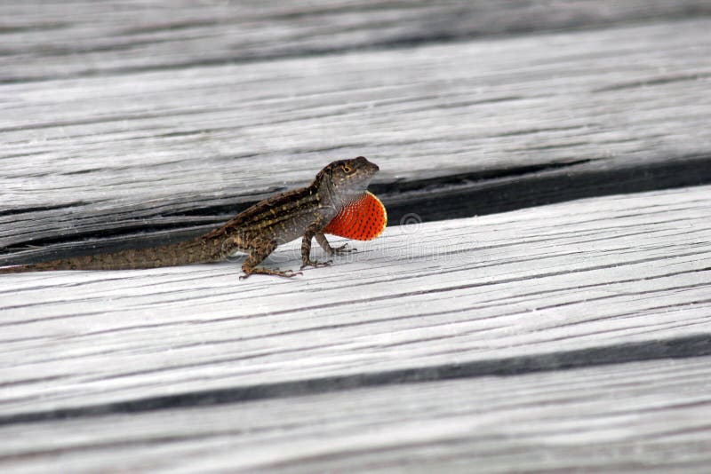 Lizard stock photo. Image of breeding, lizard, wildlife - 7277796