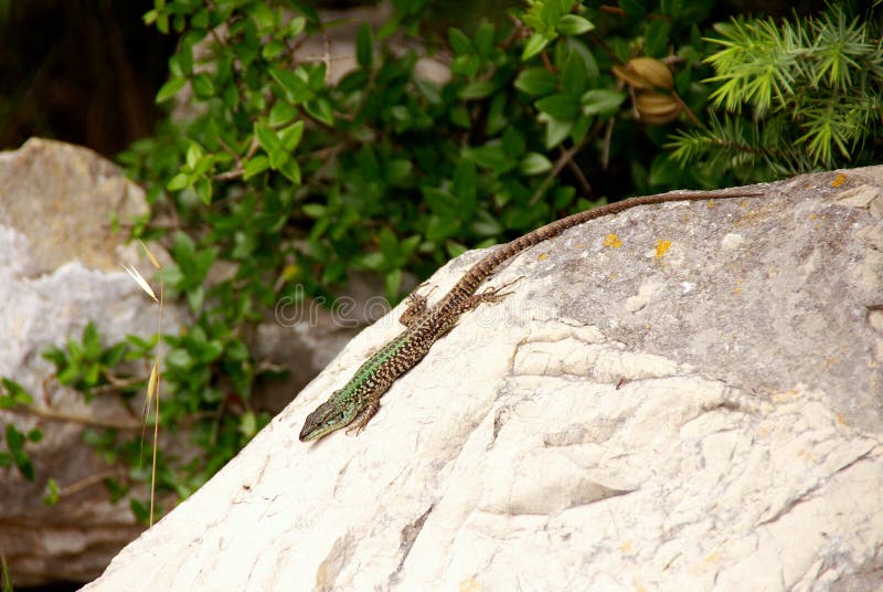 Lizard stock photo. Image of squamous, wild, lepidoid - 7360738