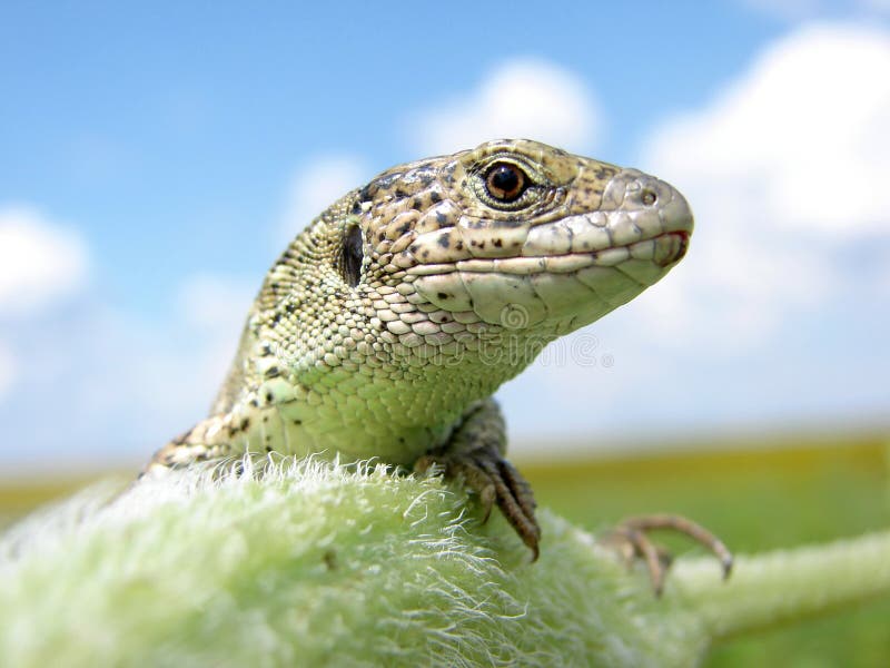 Rat and lizard stock photo. Image of lizard, reptilian - 12201206
