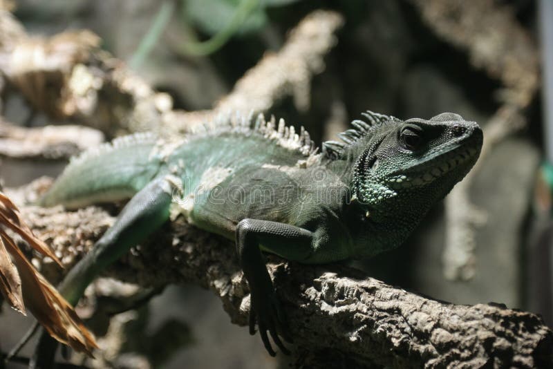 Lizard stock photo. Image of australia, lizard, pose, reptile - 7698292