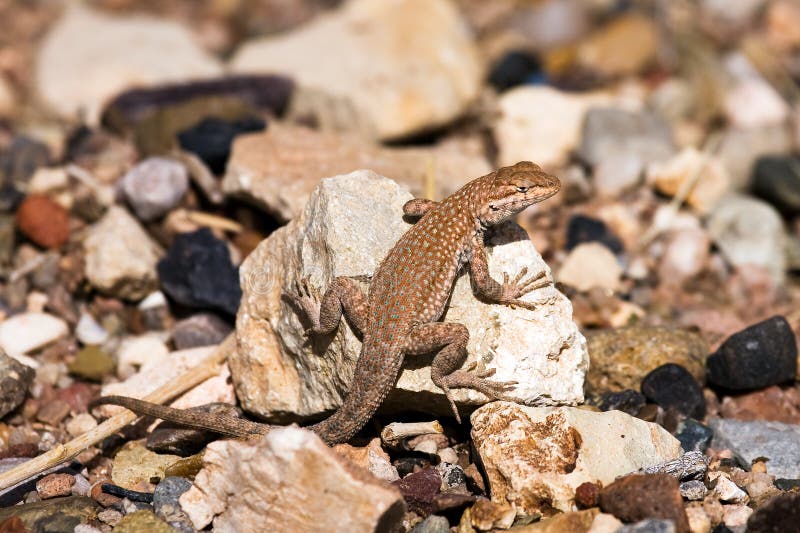 Lizard stock image. Image of daytime, wilderness, background - 8033689
