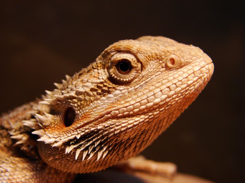 Rat and lizard stock photo. Image of lizard, reptilian - 12201206