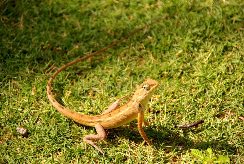Lizard stock photo. Image of brown, alert, reptile, grass - 8182638