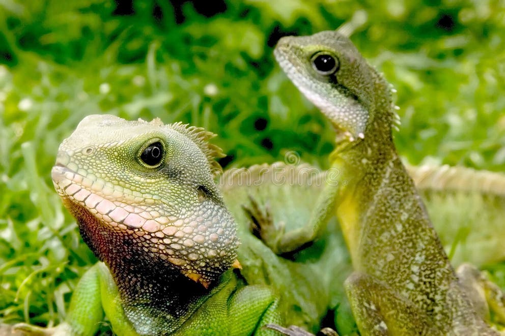Lizard stock image. Image of animal, green, mother, grass - 869299