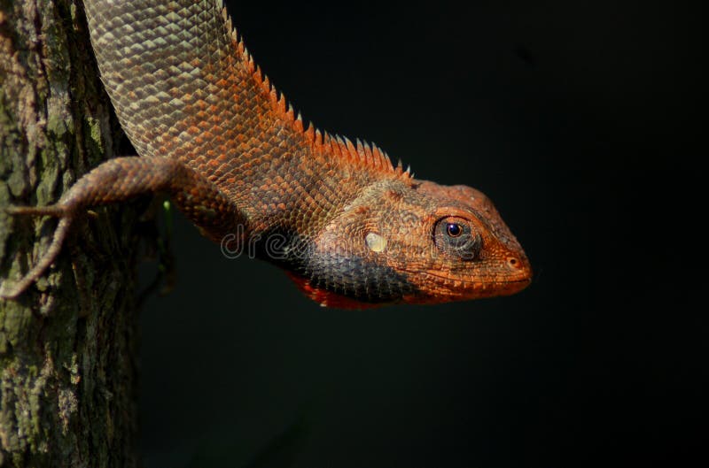Red headed lizard stock image. Image of wildlife, quarter - 3831063