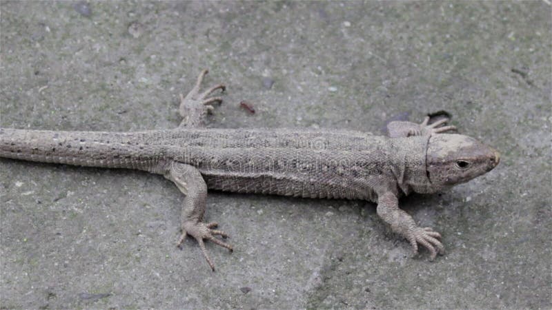 Lizard from above stock video. Video of nature, stroking - 69907569